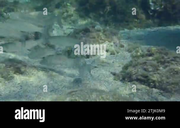 A flock of Golden gray mullet or Golden mullet (Liza aurata) feed in ...