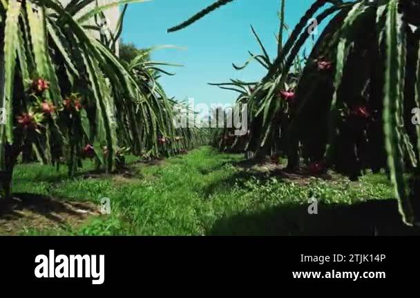 Dragon fruit, grown in the heat. Top view dragon fruit trees growing in ...