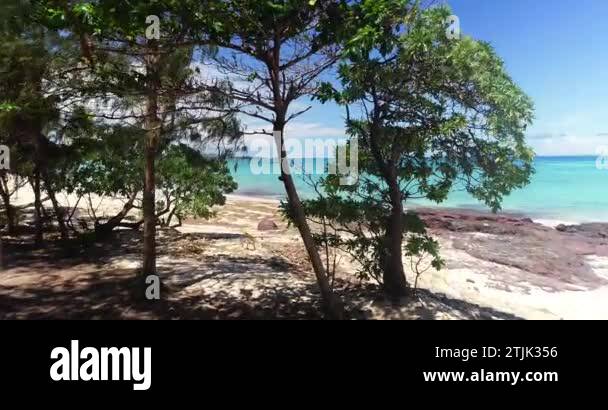 Palm trees in fiji Stock Videos & Footage - HD and 4K Video Clips - Alamy