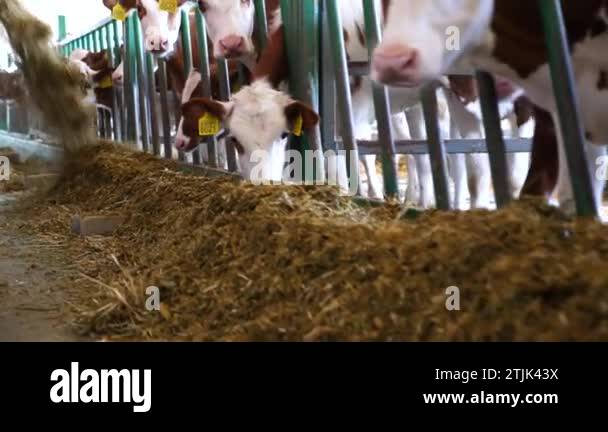 Tractor spreading silage to feeding small calves at cowshed. Cute ...