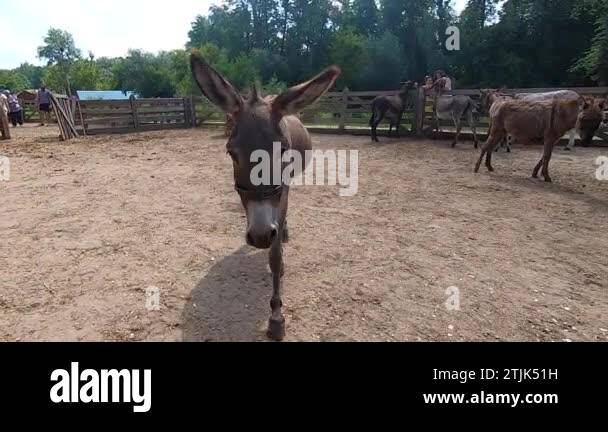 Adult pregnant female donkey comes up close and sniffs camera in ...