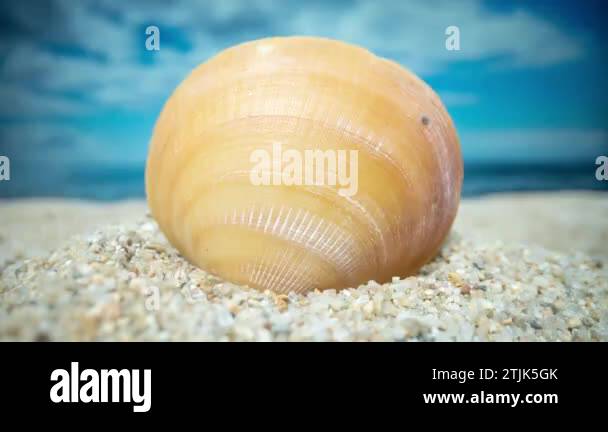 Stop motion of different shells on a beach Stock Video Footage - Alamy