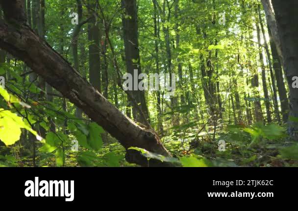 Nature conservation nature Stock Videos & Footage - HD and 4K Video ...