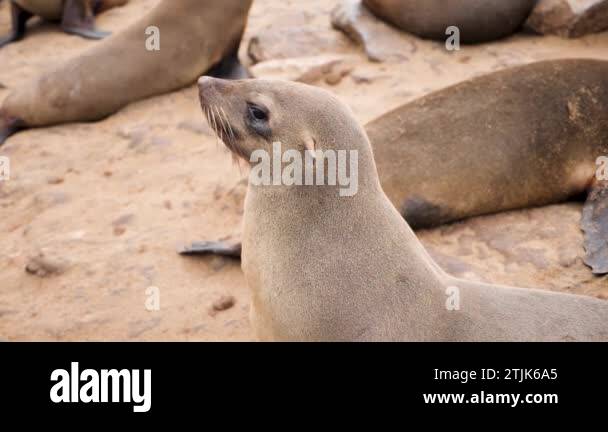 Lonely Seal in slow motion in the Cape Cross Nature Reserve in the ...