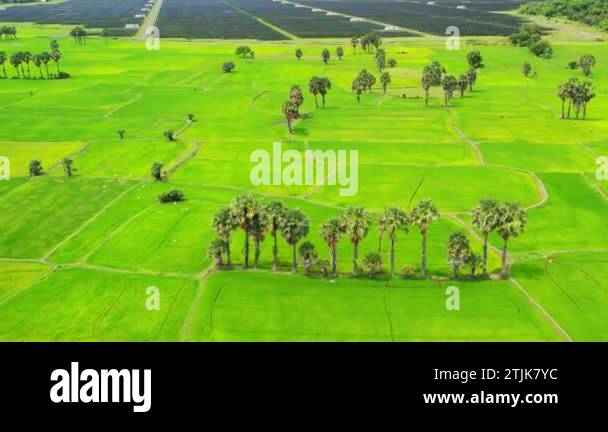 Ta Pa rice fields are beautiful in the morning, interspersed with ...