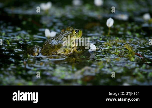 Frog crying. One European frog in water. Pelophylax lessonae calling ...