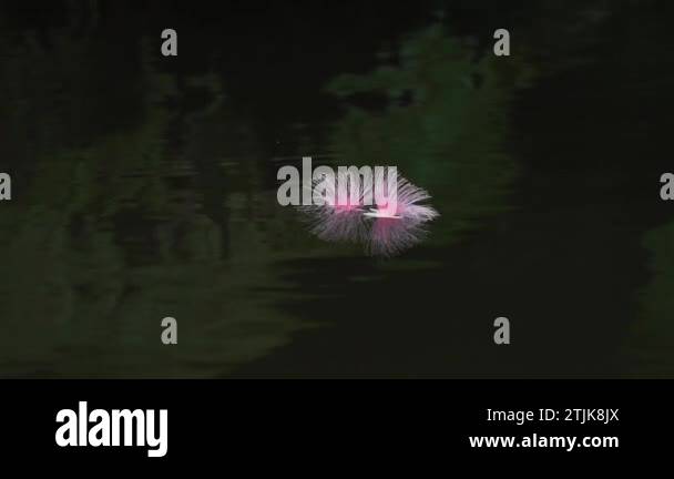 Okinawa,Japan - July 5, 2023: Floating Fallen flowers of Sagaribana or ...