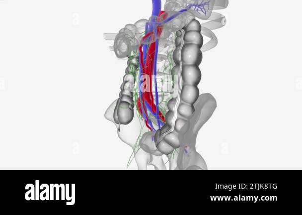 The lymphatic system is a network of tissues, vessels and organs that ...