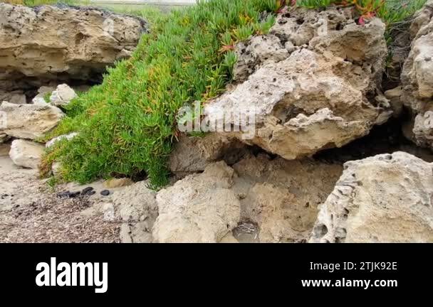 Green triangular leaves Stock Videos & Footage - HD and 4K Video Clips ...