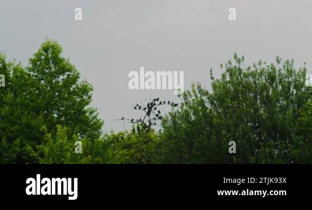 Frightened birds Stock Videos & Footage - HD and 4K Video Clips - Alamy