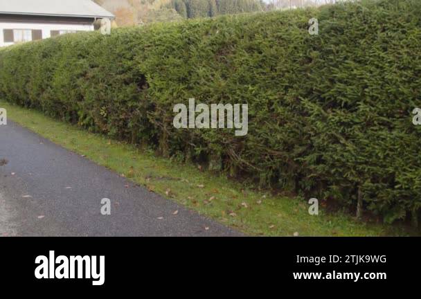 High garden hedge Stock Videos & Footage - HD and 4K Video Clips - Alamy