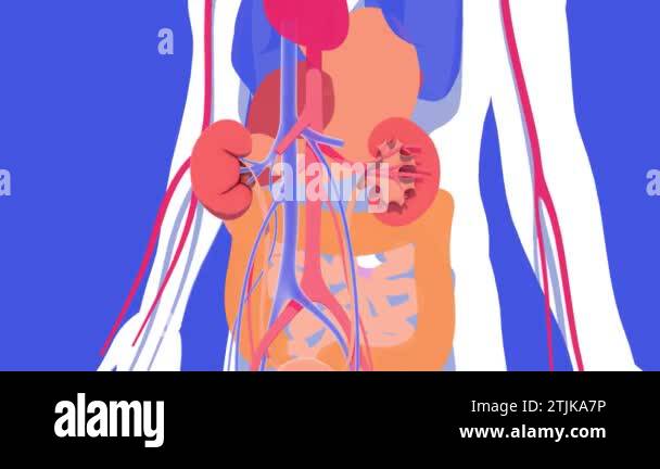 Human kidney anatomy 3d animation with flat colors. Showing the ...