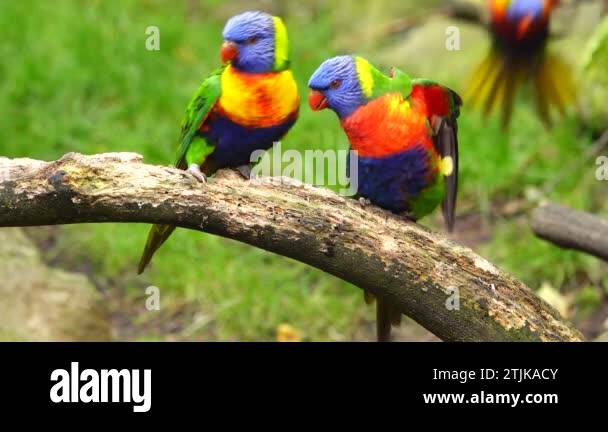 rainbow lorikeets (loriini bird) sit on a tree branch in natural ...