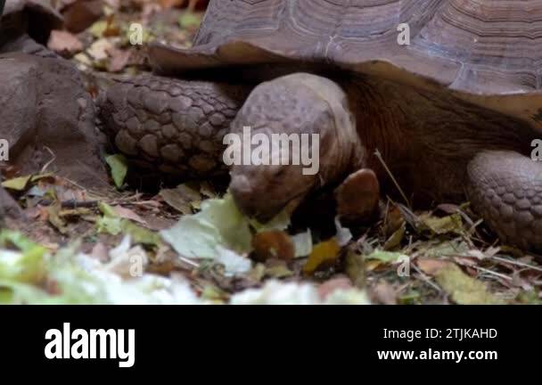 The big turtle eats cabbage and lettuce. Food and nutrition of land ...