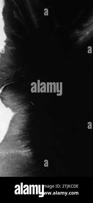 Vertical video. Ink water flow. Black paint drop. Opener transition ...