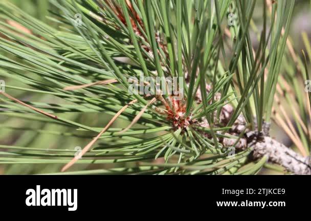 Tan nonresinous ovoid buds with notably white trichomatic scale fringes ...