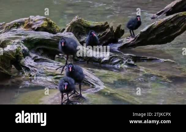 Juvenile baby common moorhen Gallinula chloropus also known as the ...