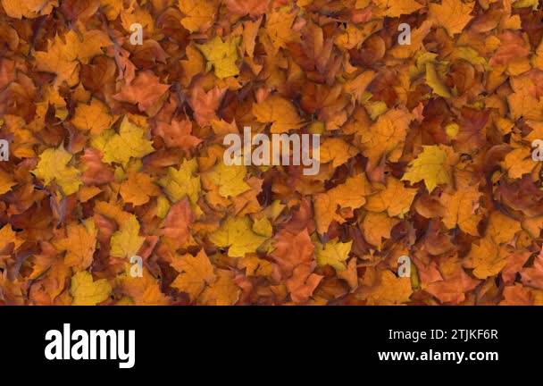 Pile of Dry Maple Tree Leaves Getting Blown With Wind and Revealing ...