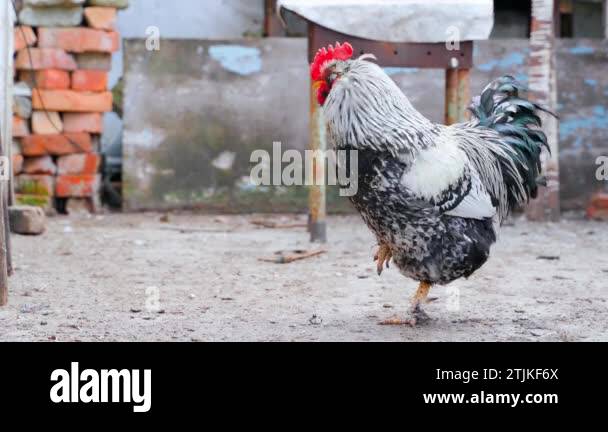White hen wings Stock Videos & Footage - HD and 4K Video Clips - Alamy