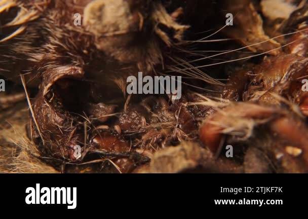 Larvae of flies on a cat's carcass. Common green bottle fly (Lucilia ...