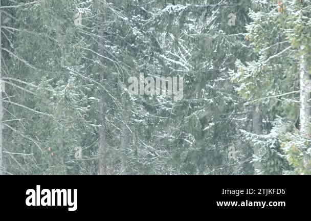 Trees filling the frame Stock Videos & Footage - HD and 4K Video Clips ...
