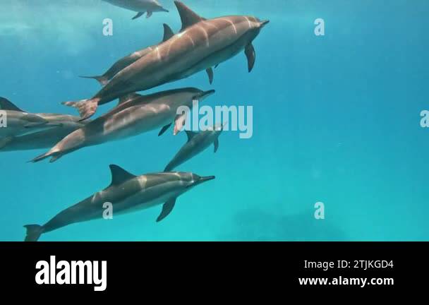 Slow motion, Family of dolphins slowly swim under sufrace of blue water ...