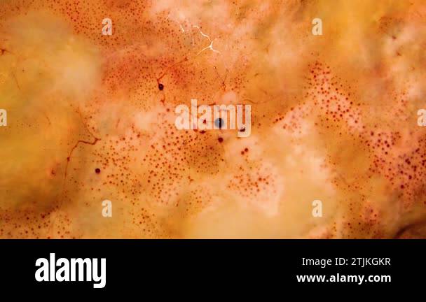 Rotten wood fungi Stock Videos & Footage - HD and 4K Video Clips - Alamy