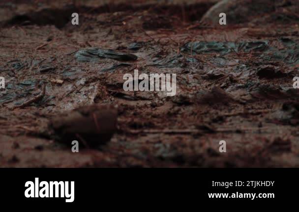 Muddy wet soil Stock Videos & Footage - HD and 4K Video Clips - Alamy