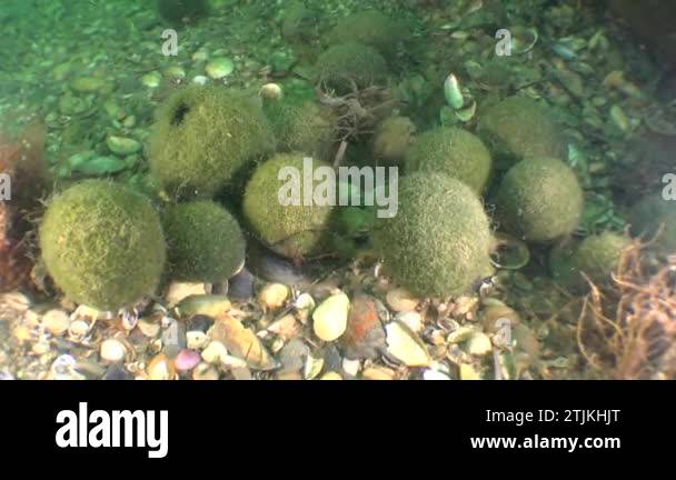 Algae balls Stock Videos & Footage - HD and 4K Video Clips - Alamy
