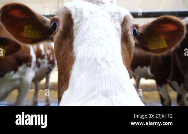 Curious friendly animal looks into camera sniffing it with a big wet ...