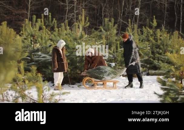 Young father, mother and child daughter are putting fir tree on sledge ...