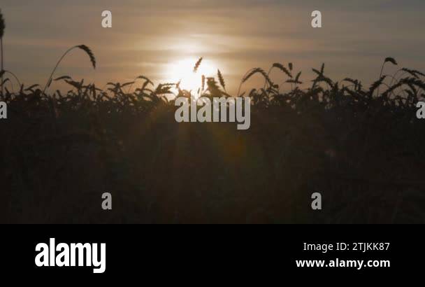 Malt production Stock Videos & Footage - HD and 4K Video Clips - Alamy