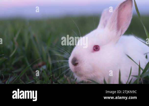 Albino rabbit Stock Videos & Footage - HD and 4K Video Clips - Alamy