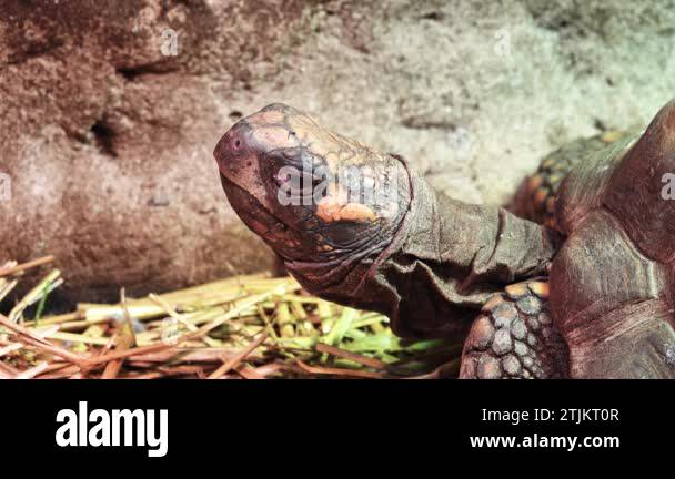 Yellow legged turtle Stock Videos & Footage - HD and 4K Video Clips - Alamy