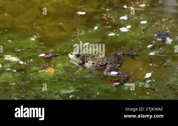 Common frog, Rana temporaria, single reptile croaking in water, also ...