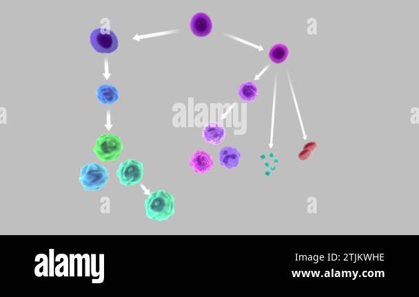 Human lineage Stock Videos & Footage - HD and 4K Video Clips - Alamy