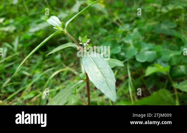 Eclipta prostrata plant with flower. Its other names false daisy,yerba ...