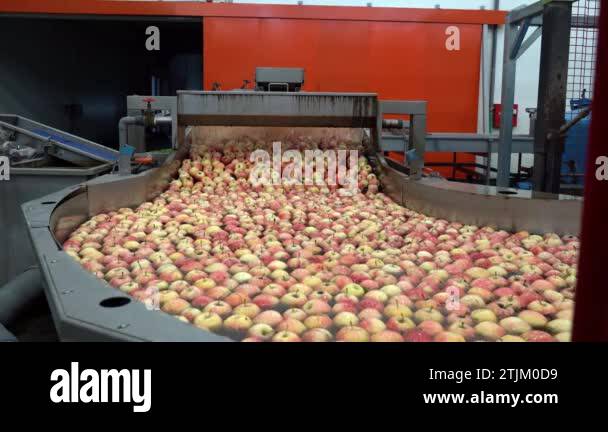 Food Processing Plant Interior With Apples Floating And Being Washed And Transported In Water ...