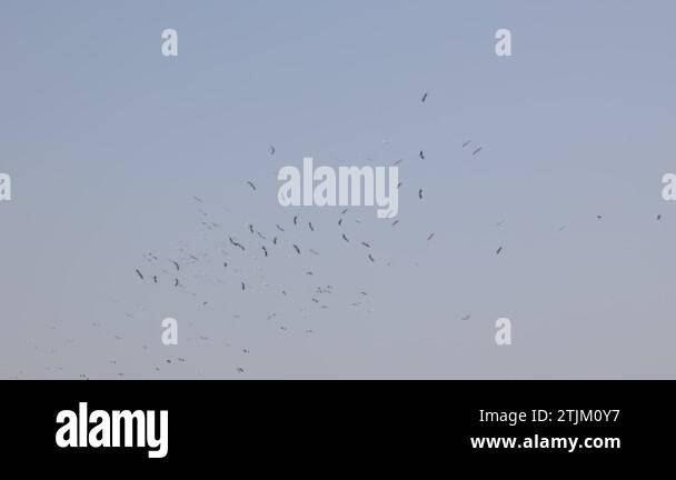 Migration Of Storks Stock Videos And Footage Hd And 4k Video Clips Alamy