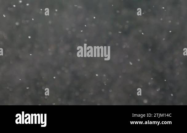 Lots of flying insects in the air. Invasion of insects, flock of ...