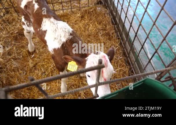 Little baby mammal animal sucking milk from bucket with pacifier in the ...