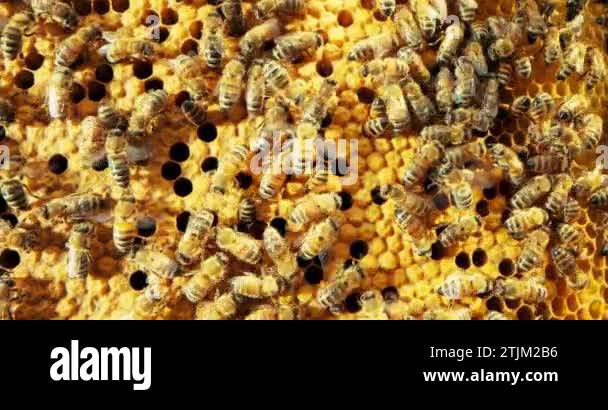 Busy bees working together insects colony in beehives. Apiculture ...