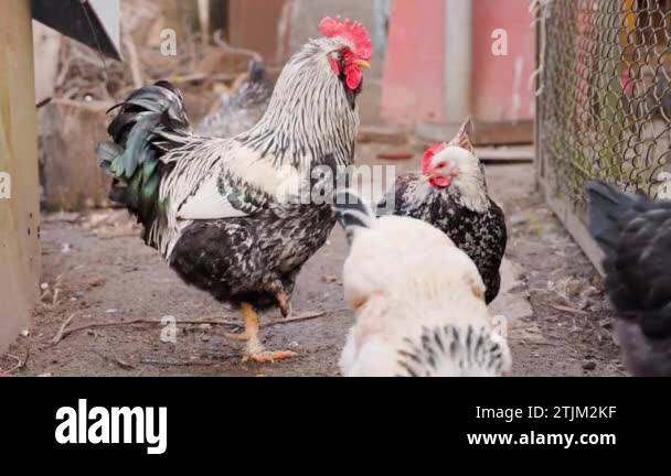 Laying chickens rooster Stock Videos & Footage - HD and 4K Video Clips ...
