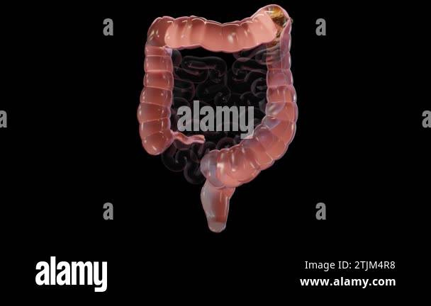 Anatomy of the human digestive system, concept of the intestine, alpha ...