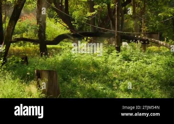 Grass rope bridge Stock Videos & Footage - HD and 4K Video Clips - Alamy