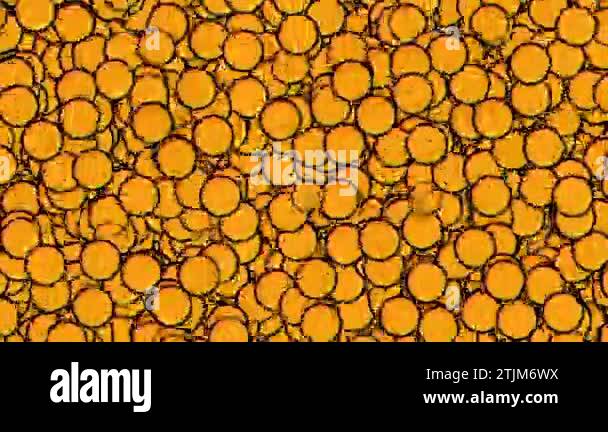 Gold coin animation. rain of gold coins on green screen background ...
