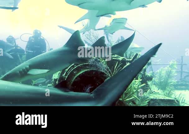 People with pack of sharks in school of fish in underwater marine ...