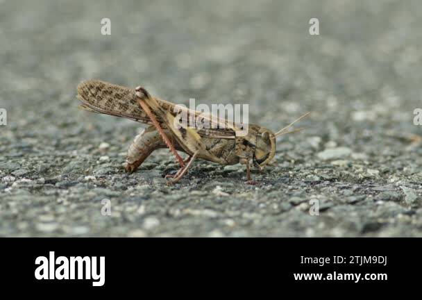 Locust egg Stock Videos & Footage - HD and 4K Video Clips - Alamy