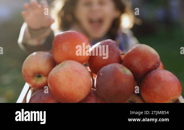 Little girl playing in tree orchard. Cute girl eating red delicious ...