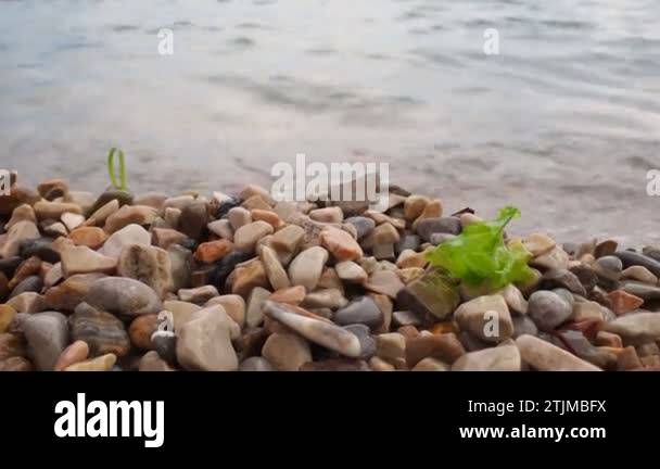 Ulva, a genus of marine green algae of the Ulvaceae family. The seas of ...